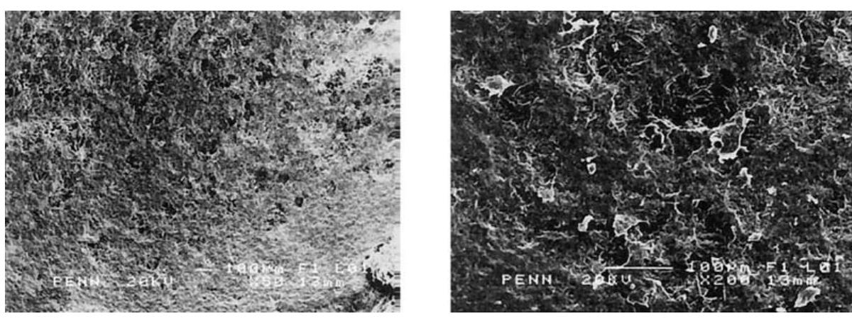 Sem photograph of base of rebonded and sandblasted