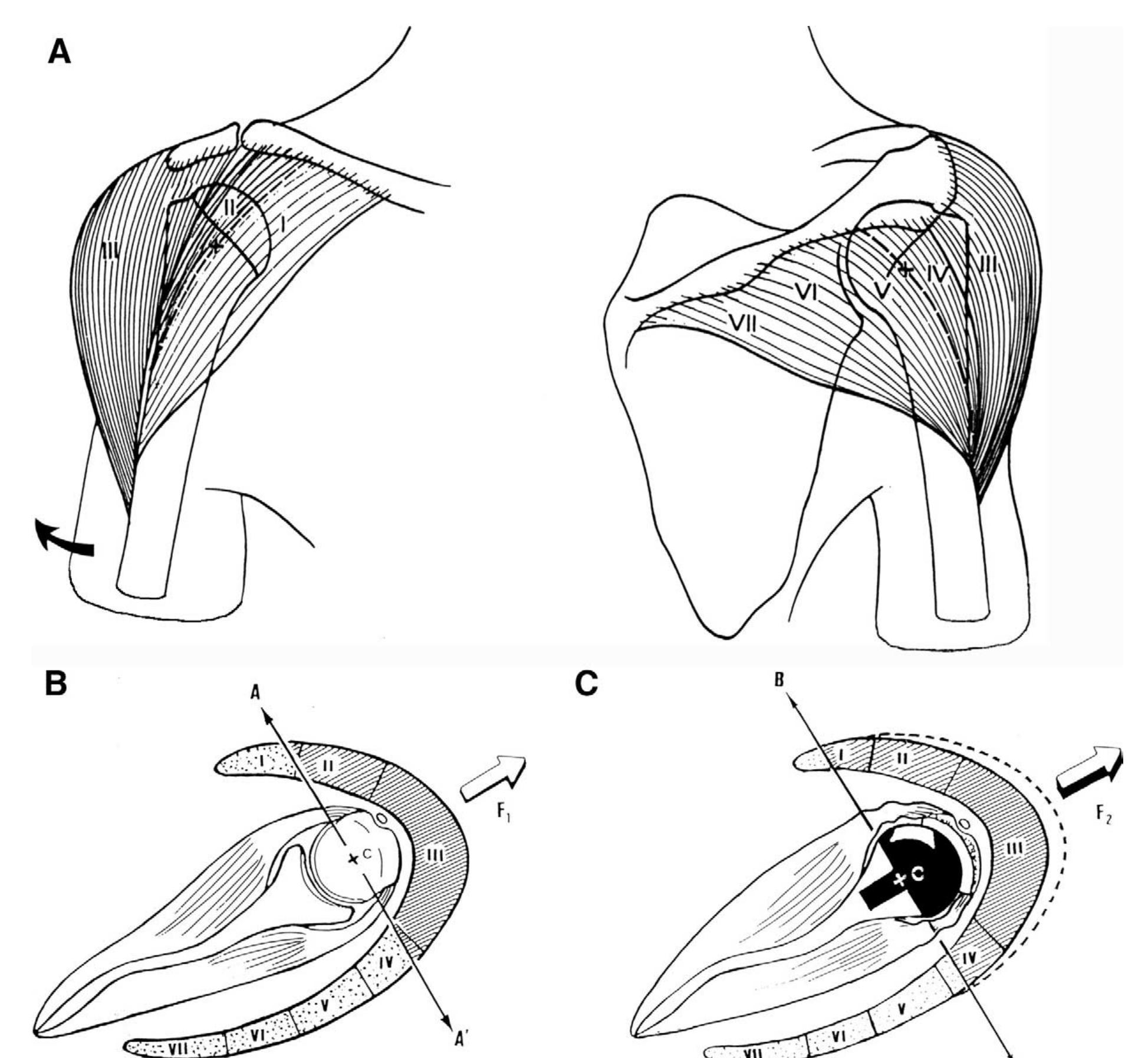 The 7 segments of the deltoid, according to kapandji** (a);