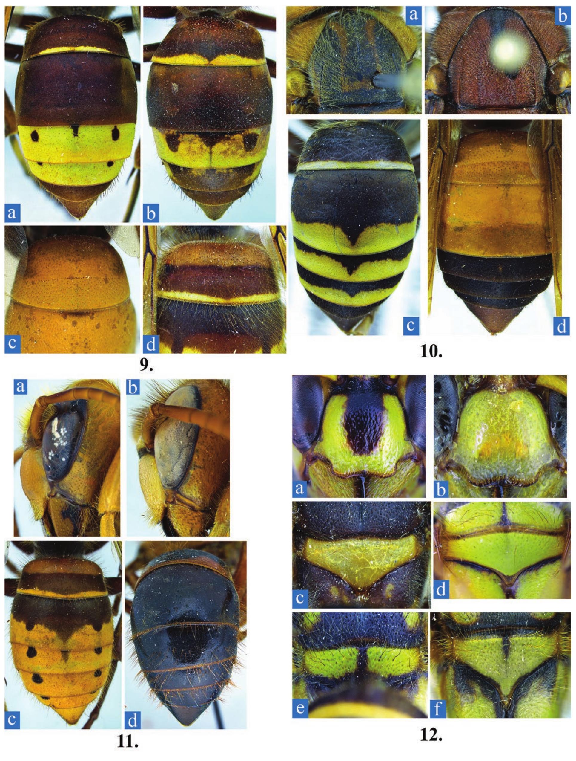 S. 9-12. vespa morphology. (a, b) dorsal view of metasoma.