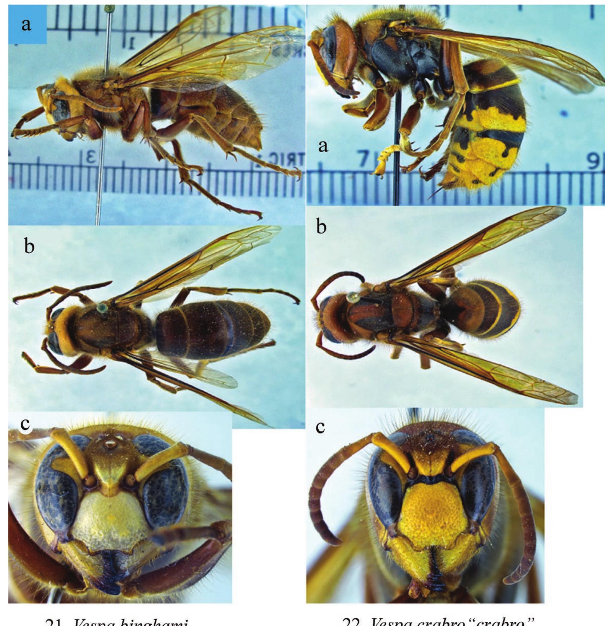 S. 21 and 22. vespa color forms, (a) lateral view. (b)