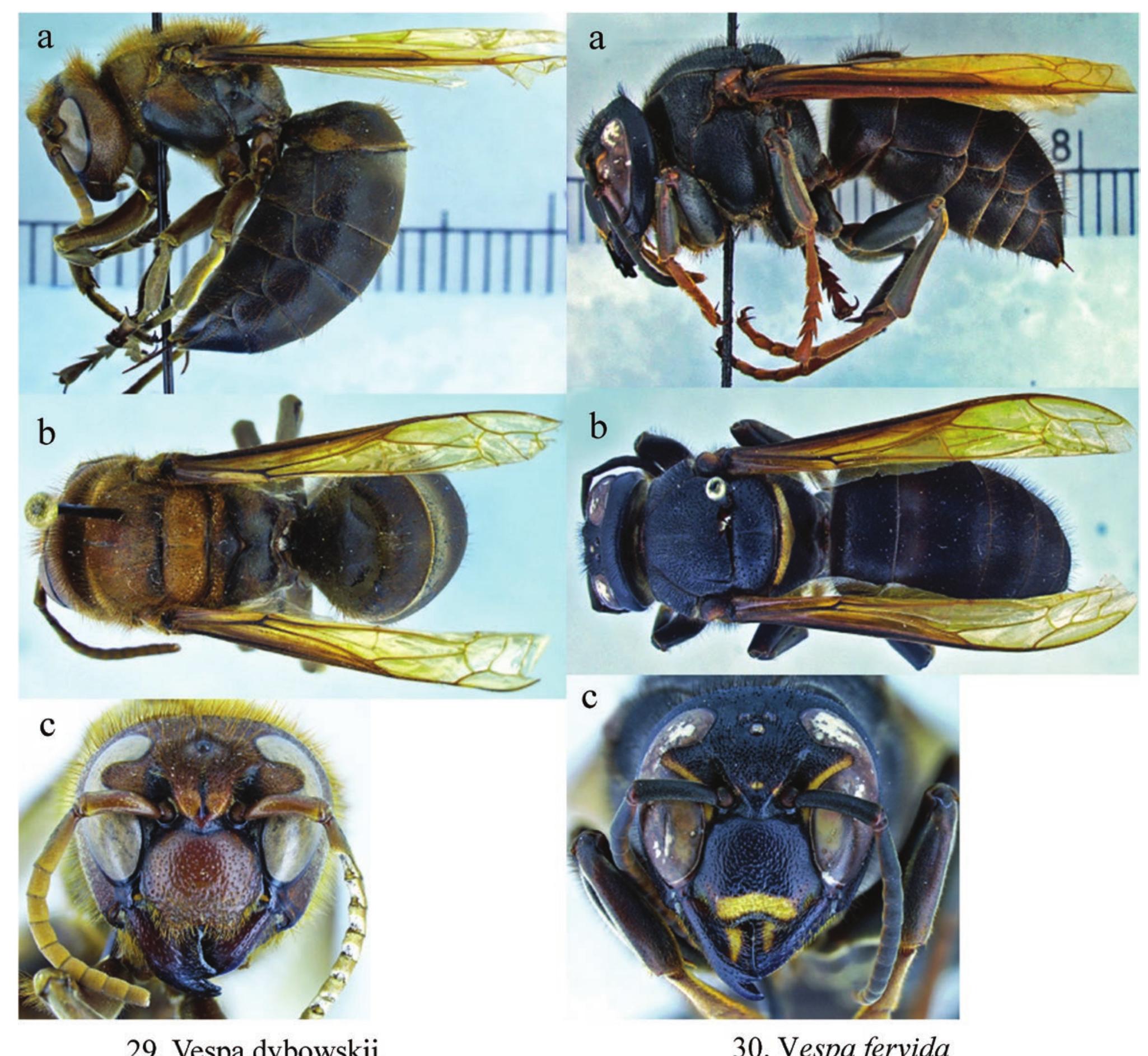 S. 29 and 30. vespa color forms, (a) lateral view. (b)