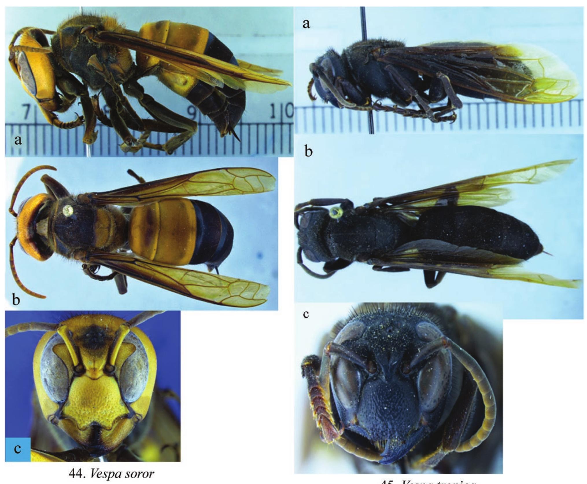 S. 44 and 45. vespa color forms. (a) lateral view. (b)