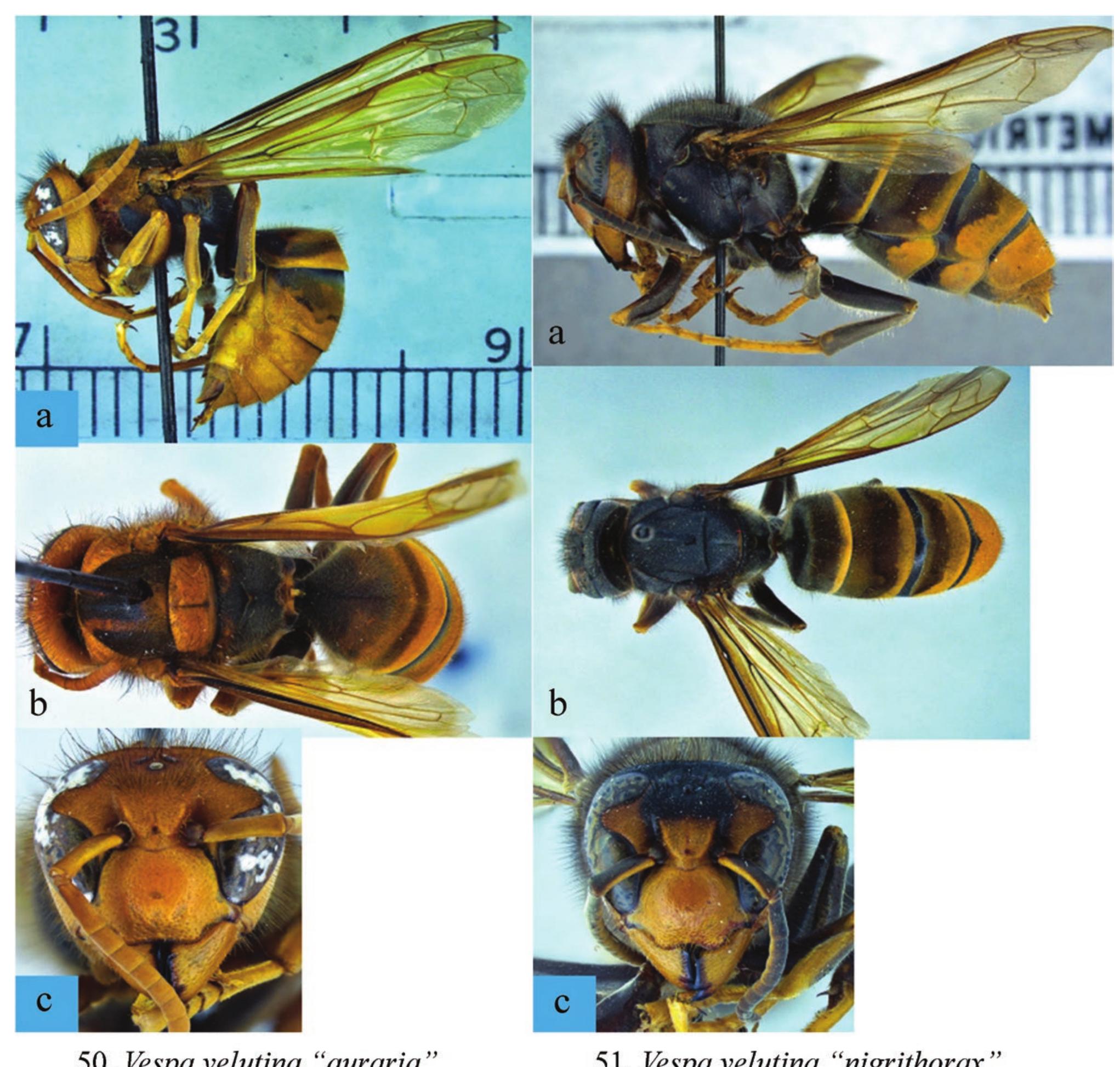S. 50 and 51. vespa velutina color forms. (a) lateral view.