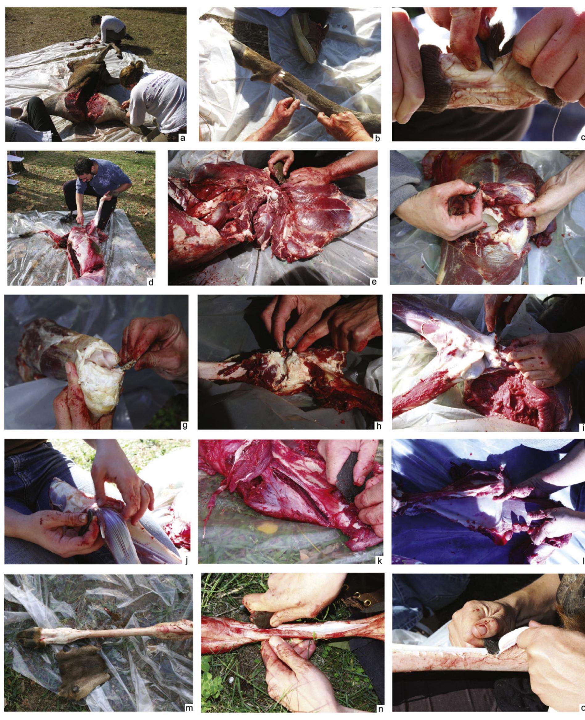 Deer experiments: a) longitudinal incision of the skin on