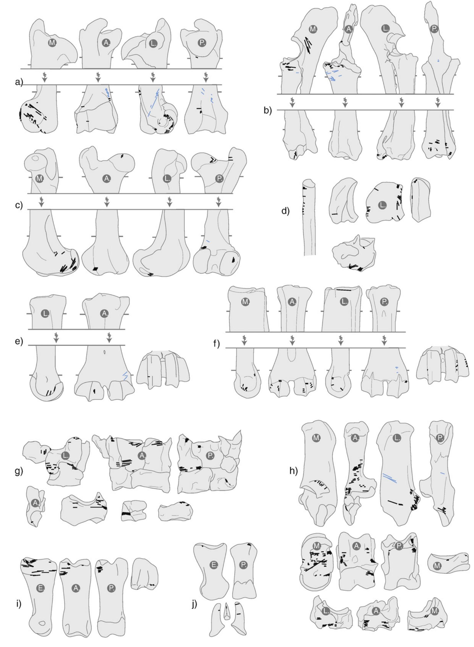 Cutmarks produced during disarticulation on a) humerus, b)
