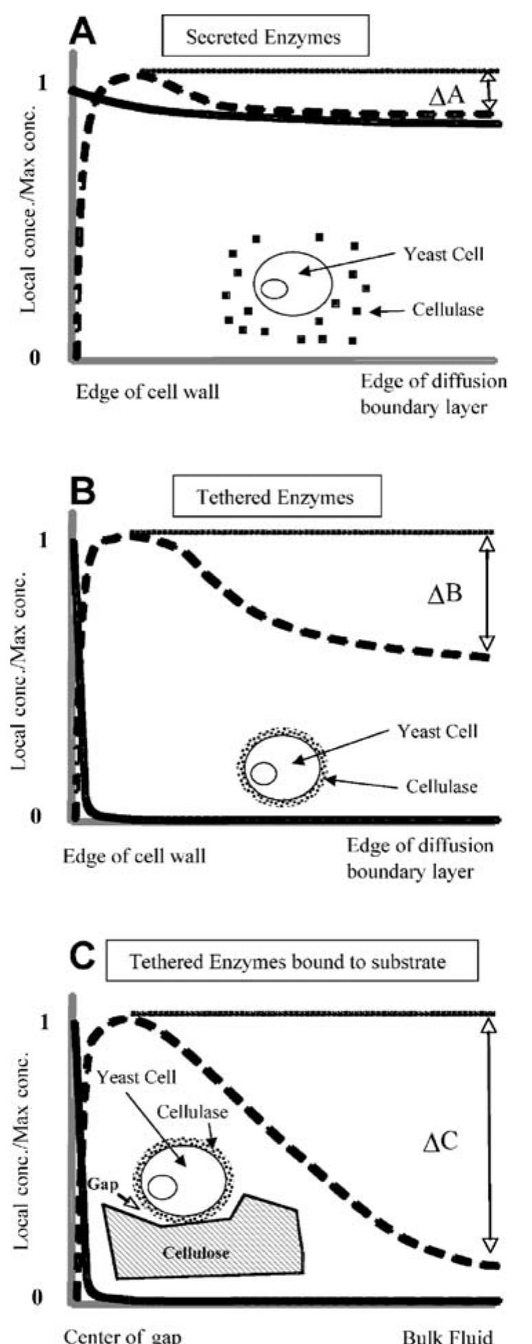 Schematic representation of enzyme concentration (solid
