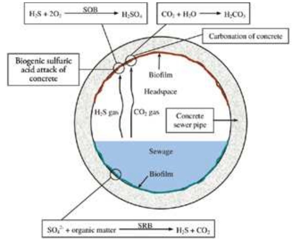 Schematic representation of biogenic sulfuric acid attack