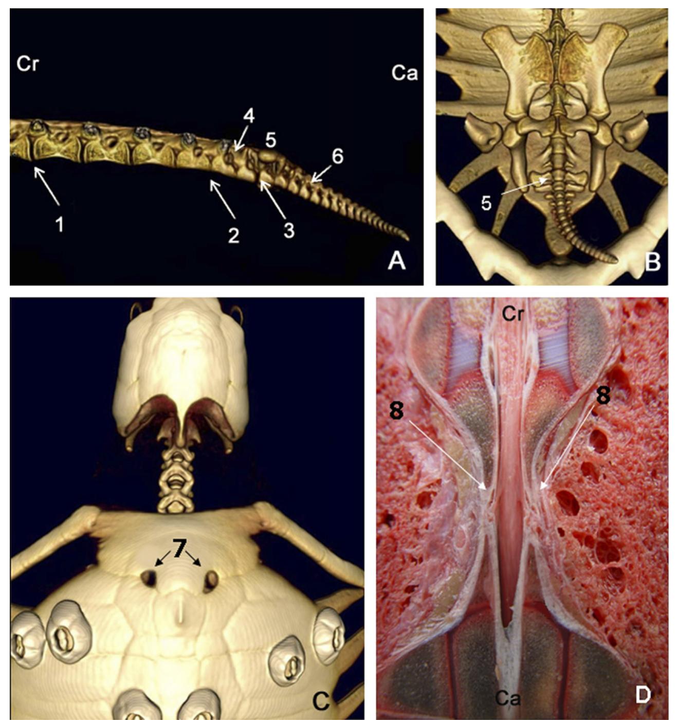 (a) lateral and (b) ventral views of 3d ct reconstructions