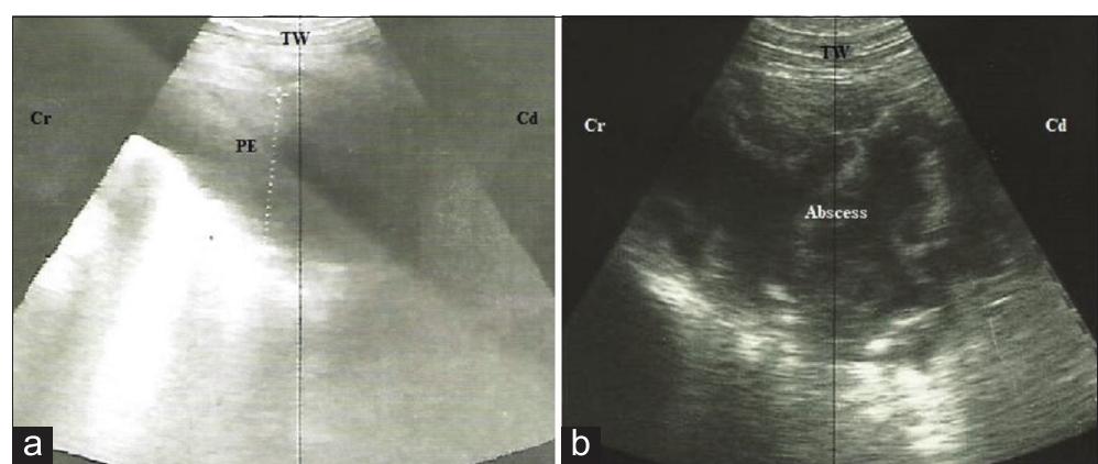 -4: ultrasonographic imaging of the thorax of two cattle