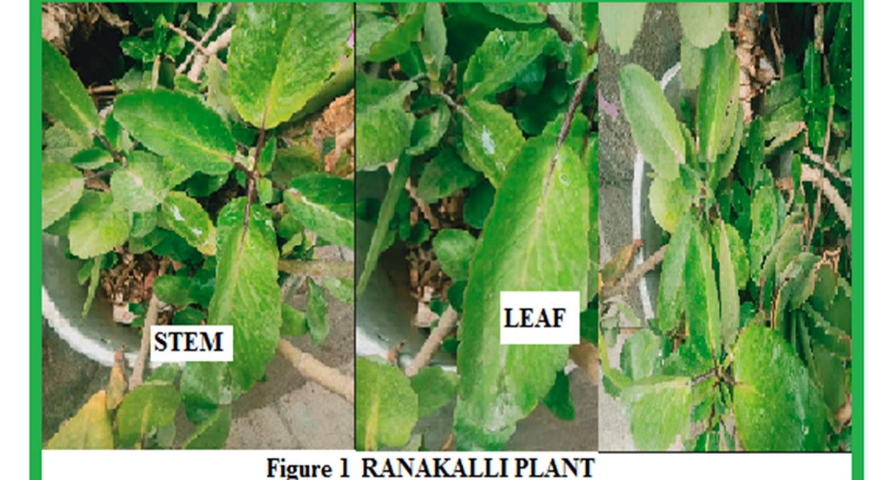 Ranakalli plant was the lifesaving plant used to treat