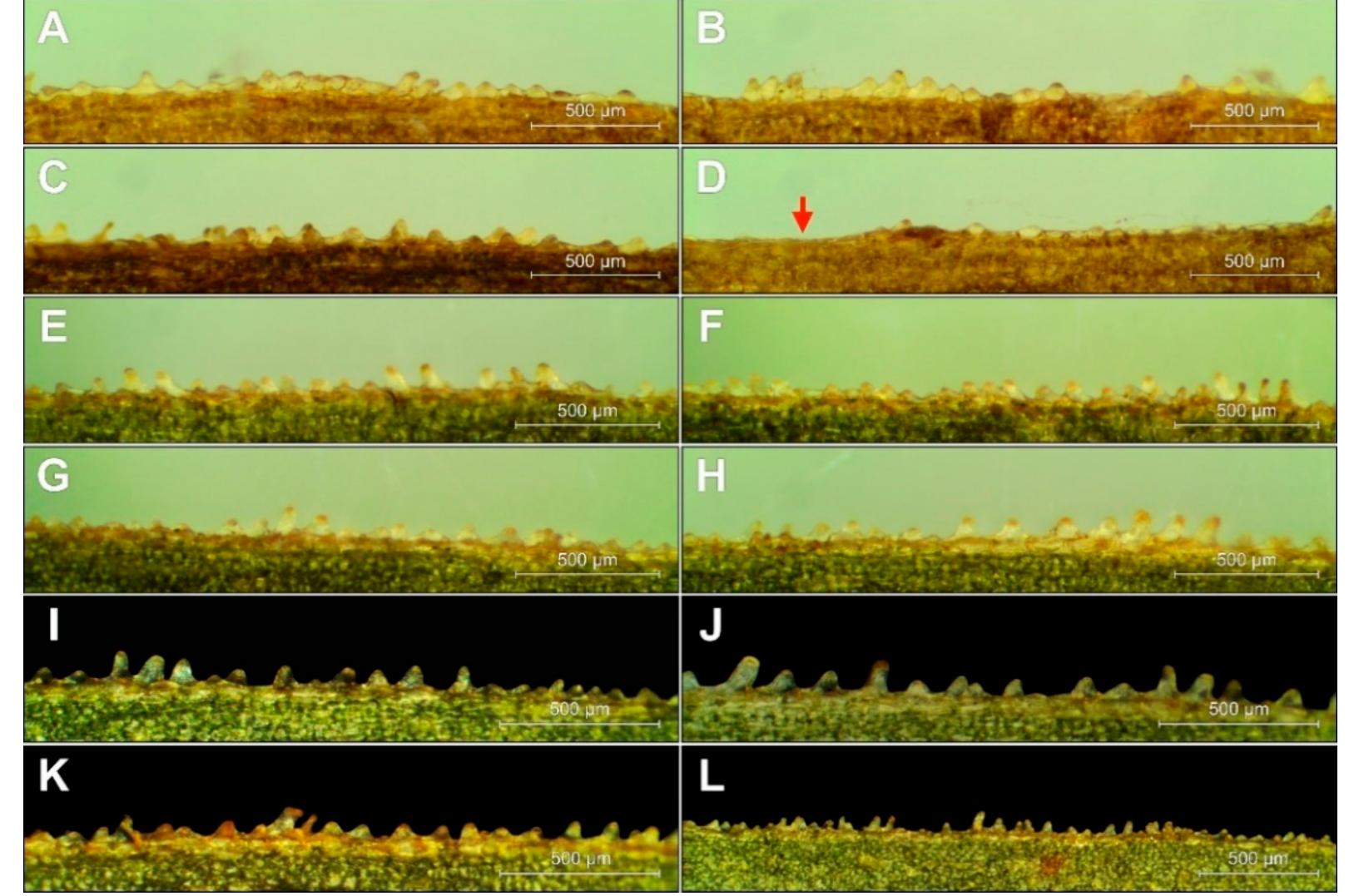 The arrangement of the conical cells (papillae) at e.