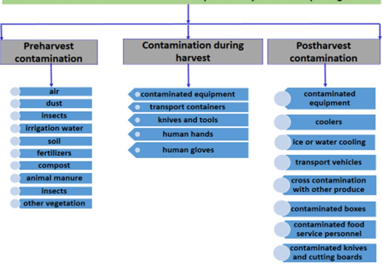 Basic routes of contamination of fresh produce by foodborne