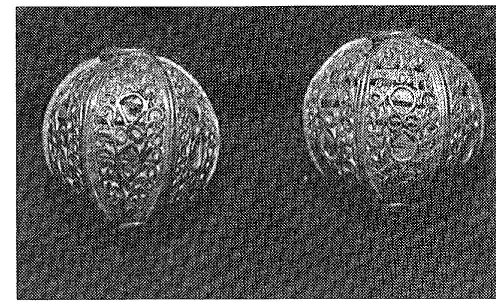 7. two gold beads. fabricated from round and flattened plain