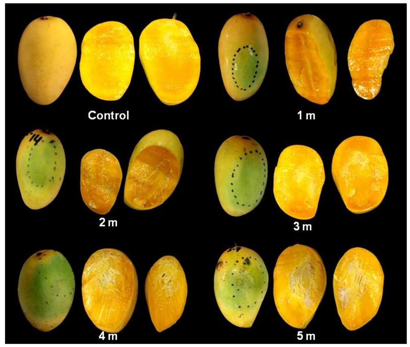 External and internal bruising of ‘carabao’ mangoes dropped