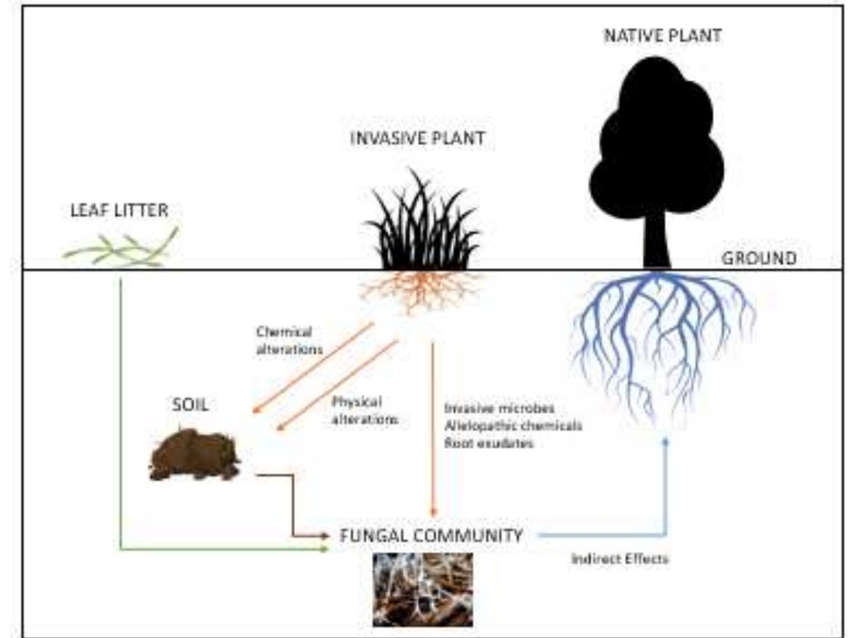 Diagram showing the biotic impacts of invasive plants.