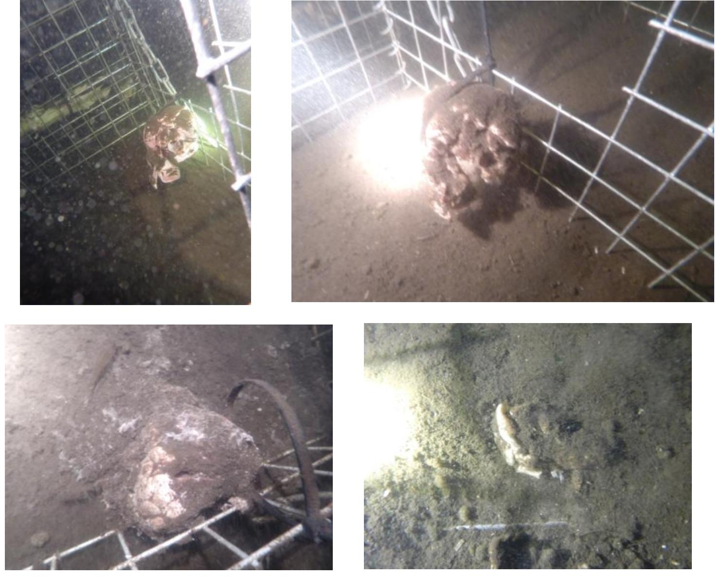 Document the progression of decomposition and scavenging of