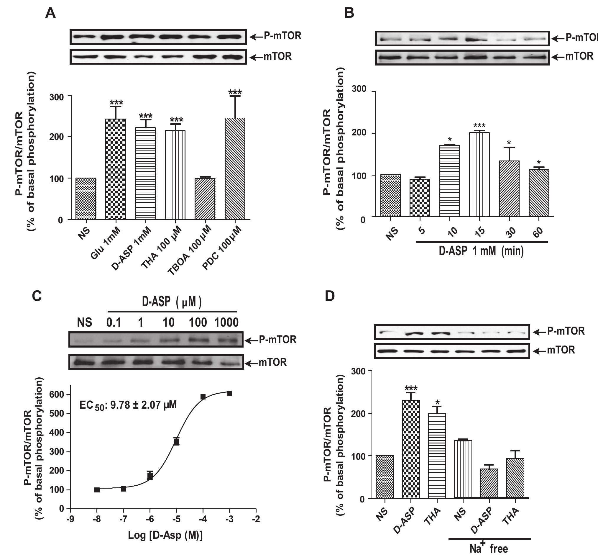 P-asp induces mtor ser 2448 phosphorylation in cultured