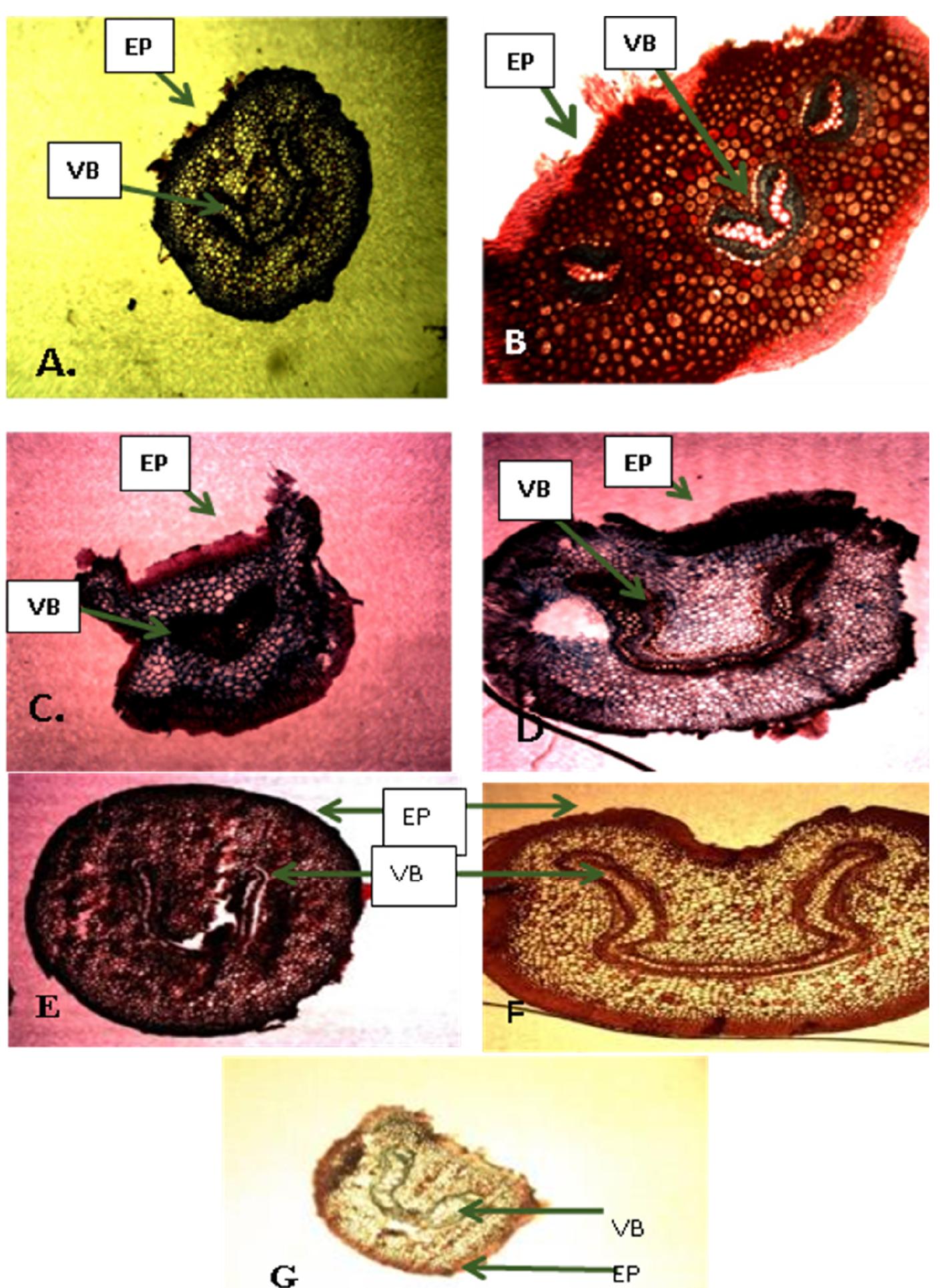 Transverse sections of the proximal regions of stipe showing