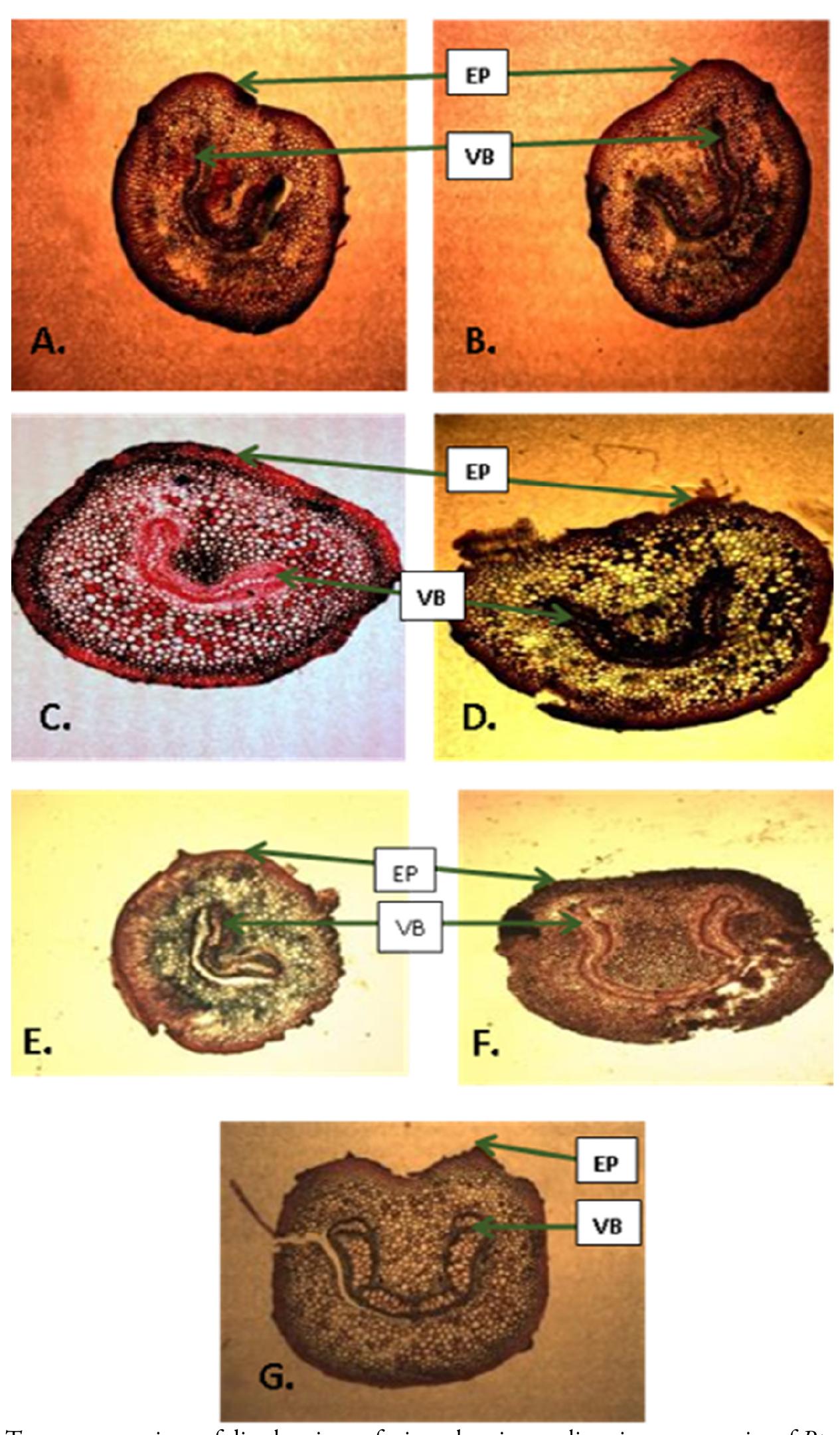 Figure 3 - Systematic significance of stipe anatomy of