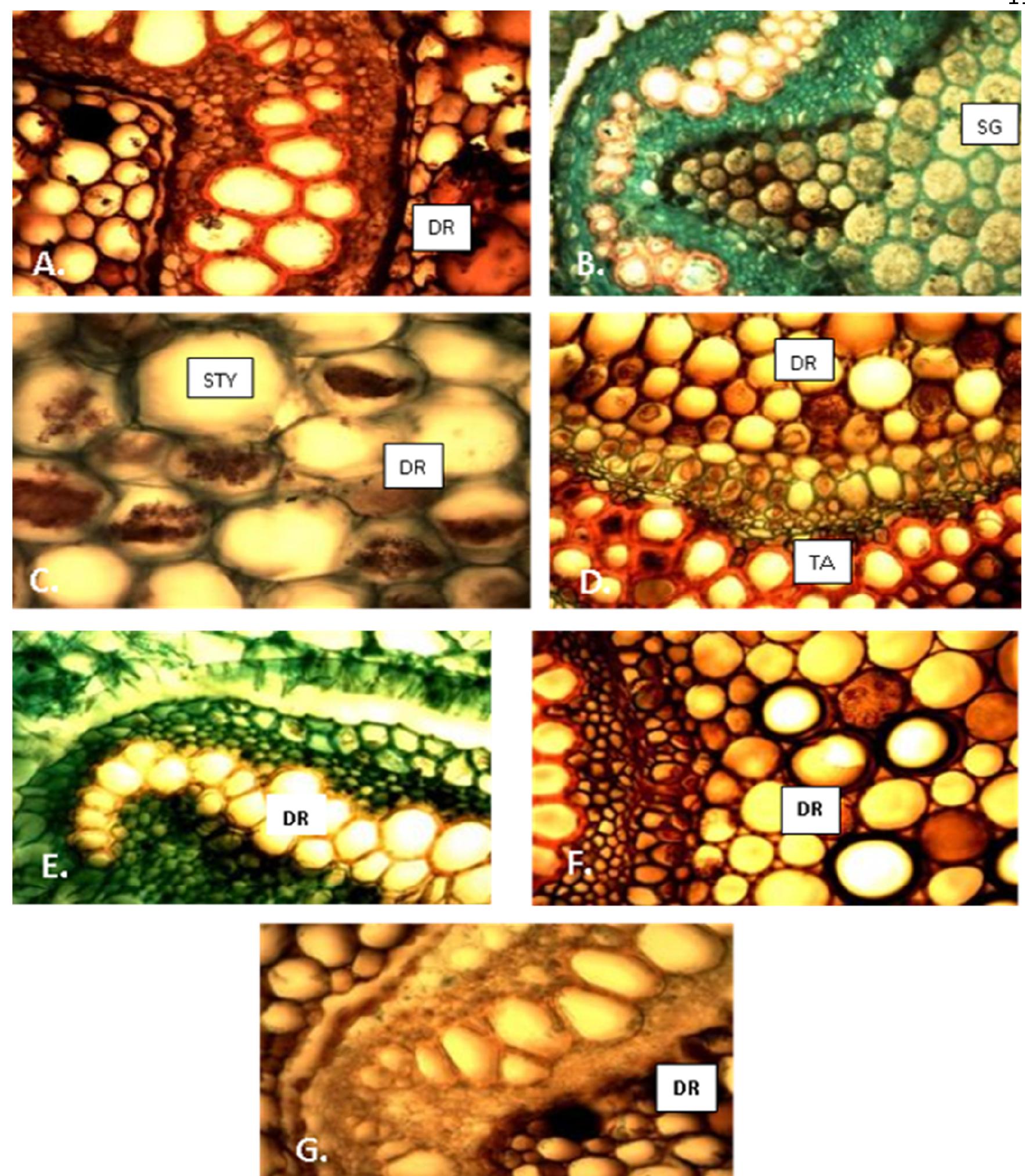 Ergastic substance in proximal stipe regions of pteris