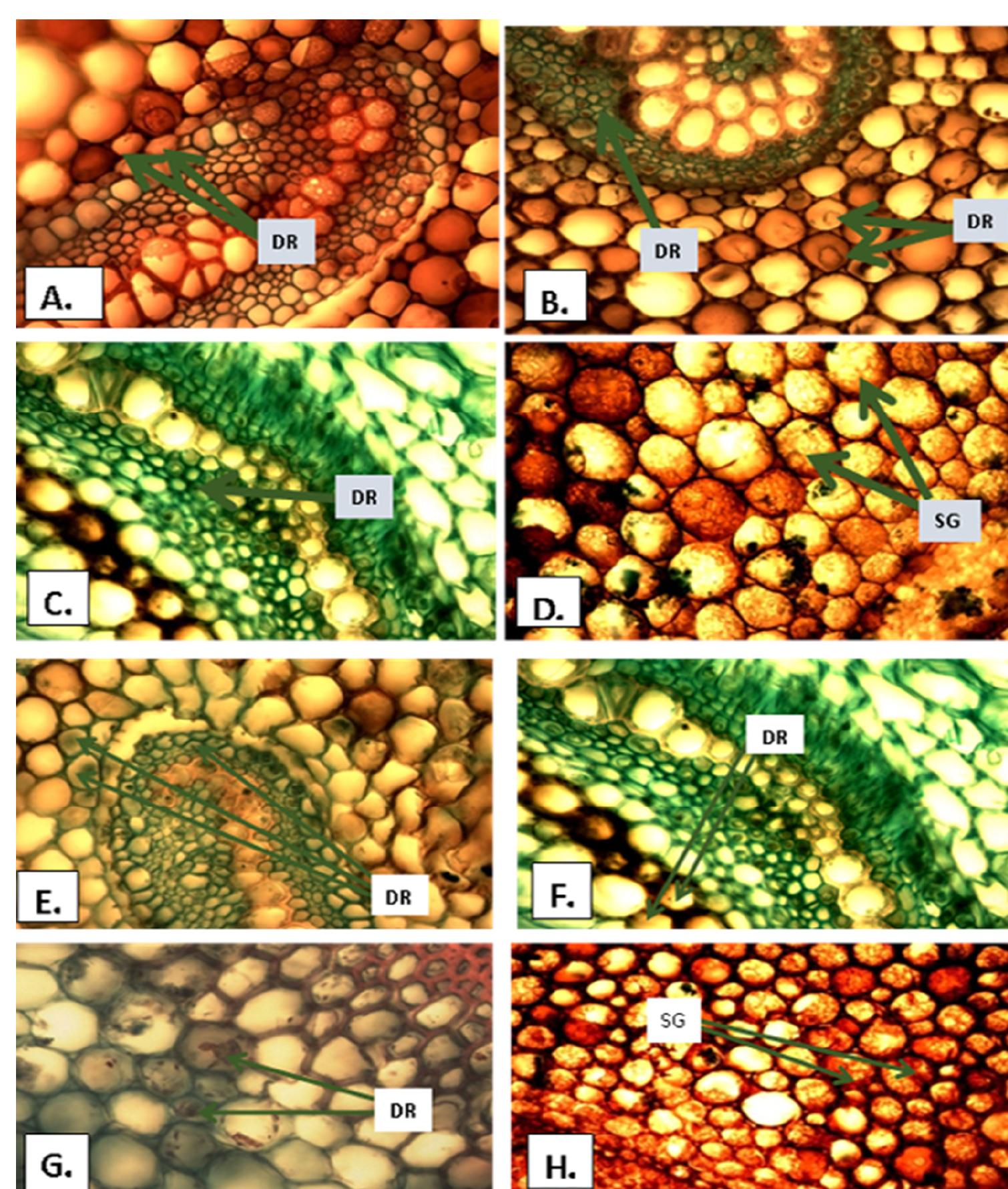 Figure 8 - Systematic significance of stipe anatomy of