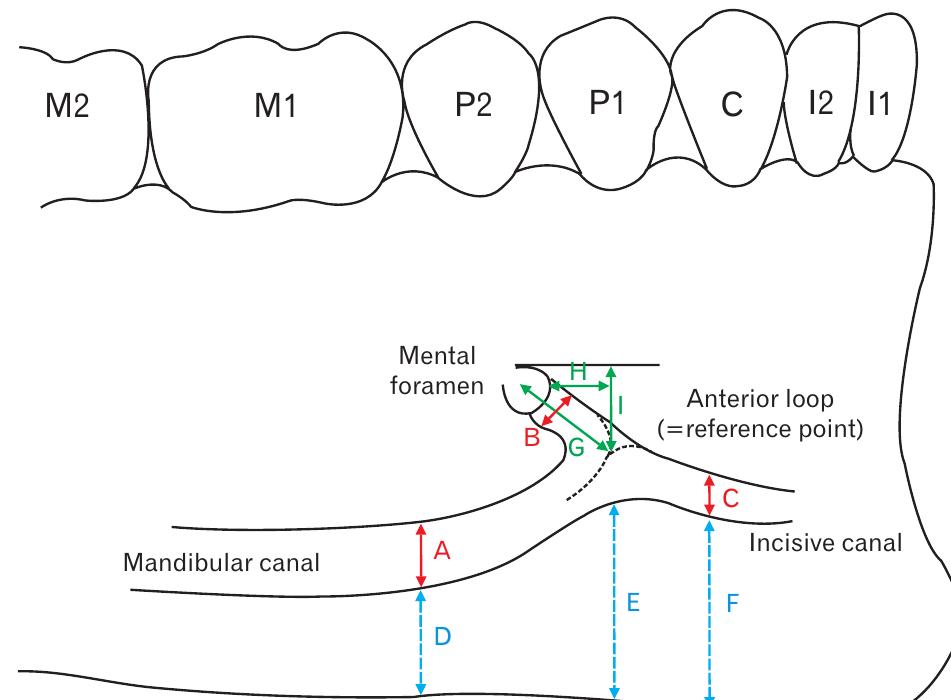 Diagram showing the dimensions of the anterior loop