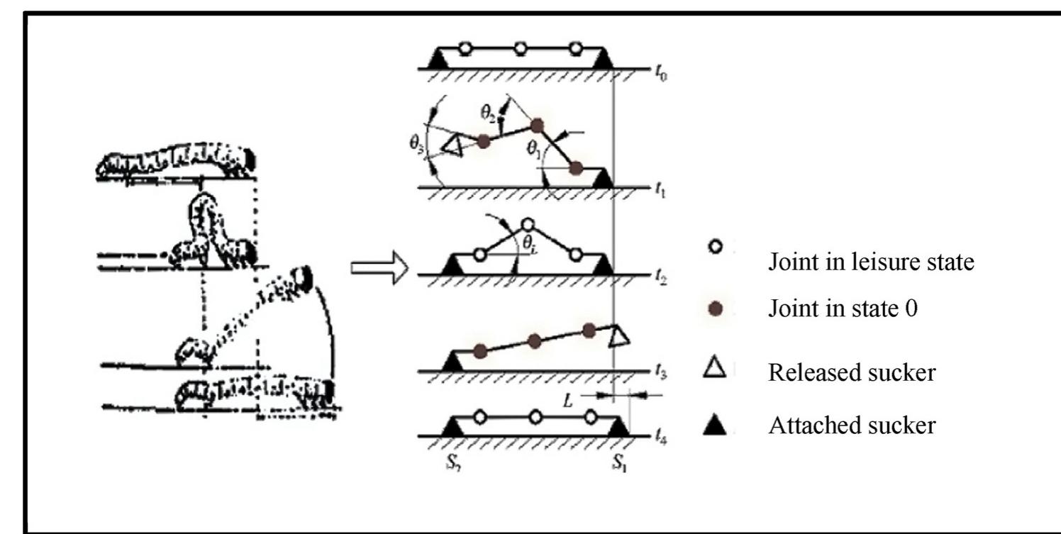 Kinematics model and gait of an inchworm (wang et al.,