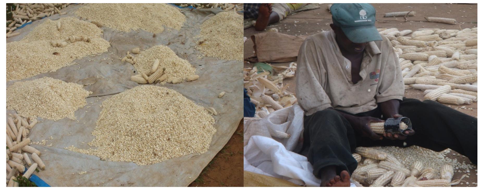 Drying maize using plastic sheets shelling using tin sheller