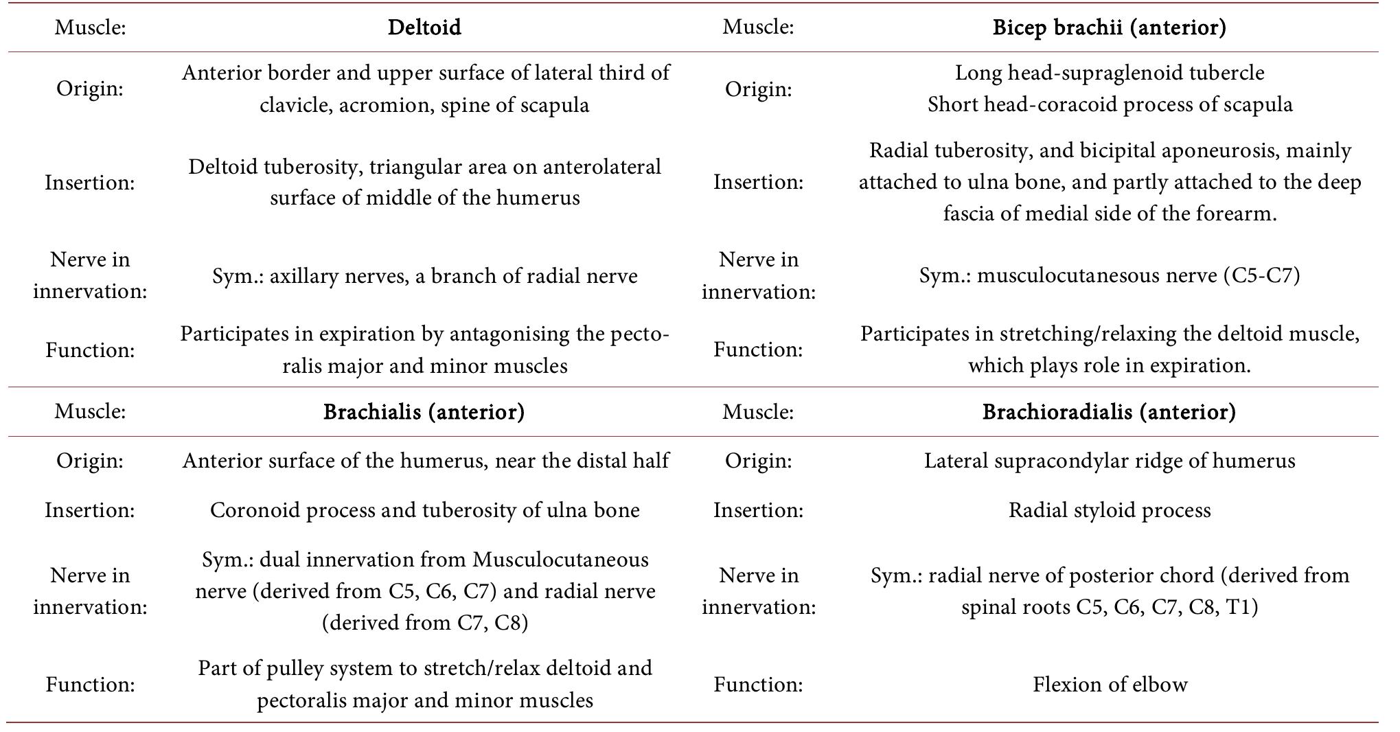 A12. from deltoid to three anterior arm muscles (section