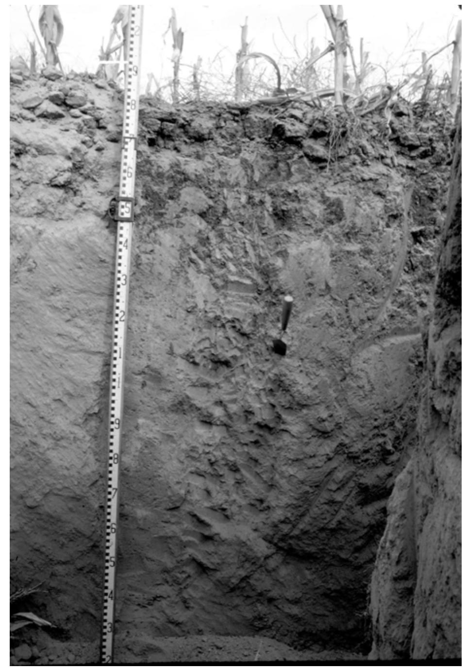 North wall profile, backhoe trench #5. trowel marks the