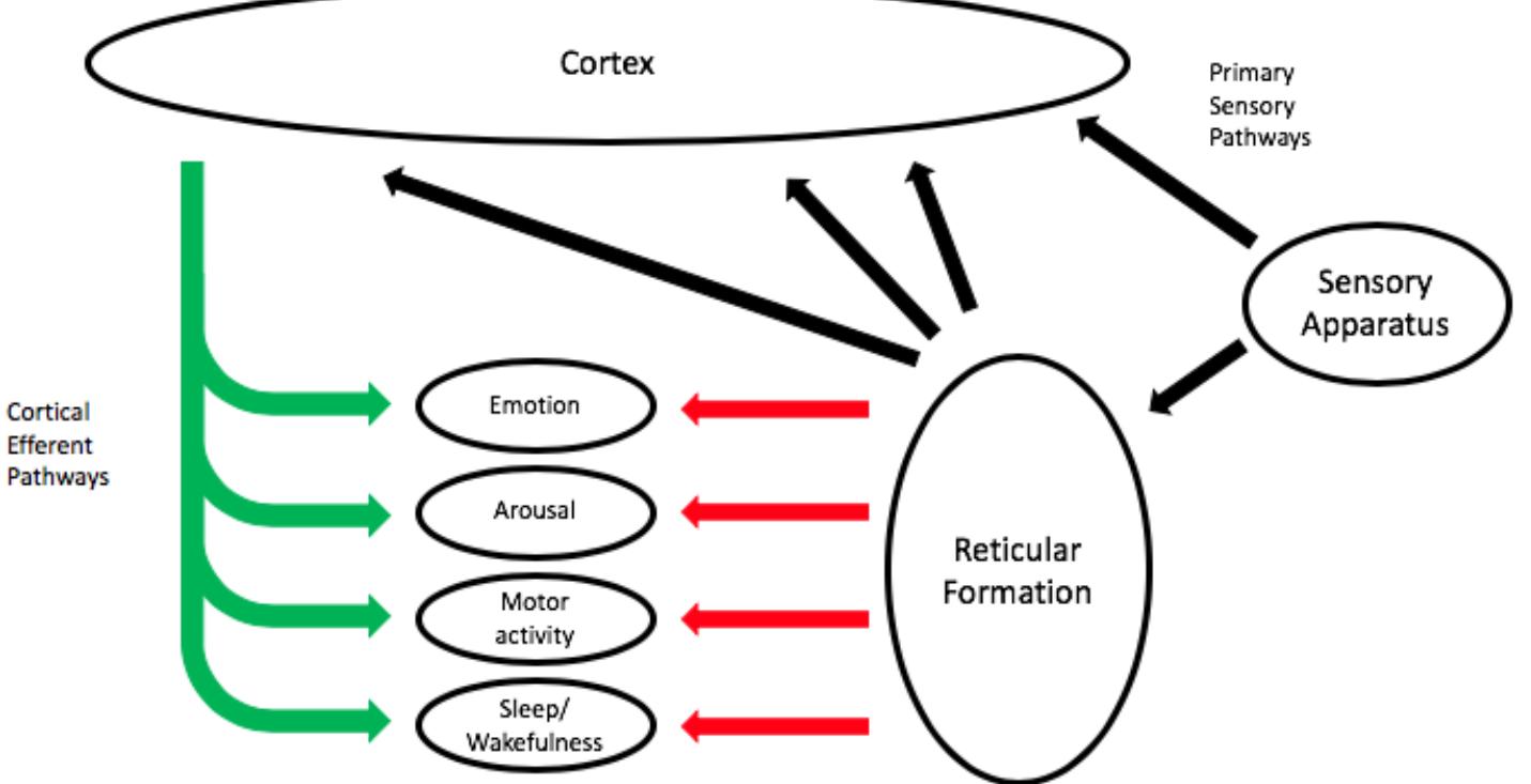 Schematic diagram of the reticular activating system