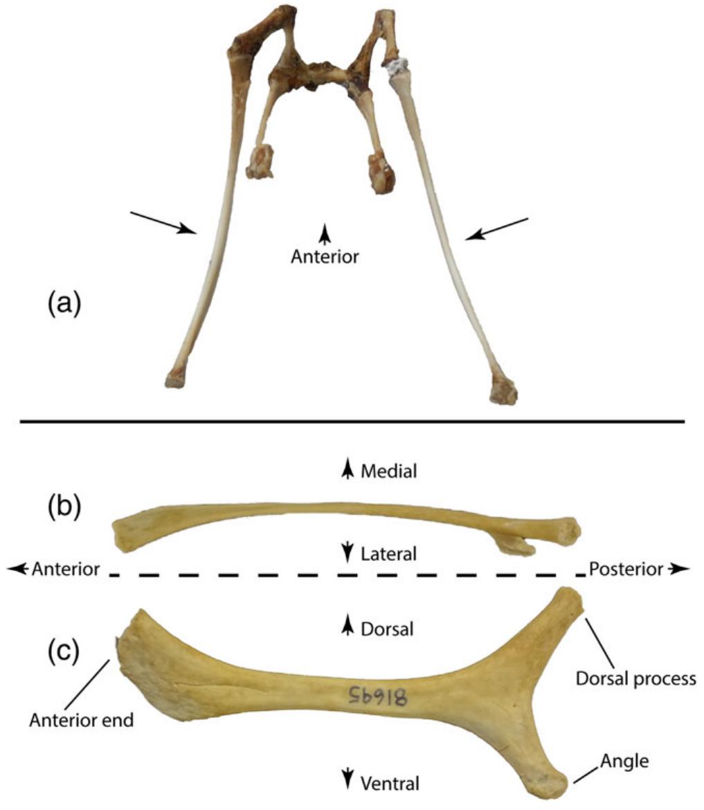Siding and stylohyoid anatomy. (a) dorsal view of extracted