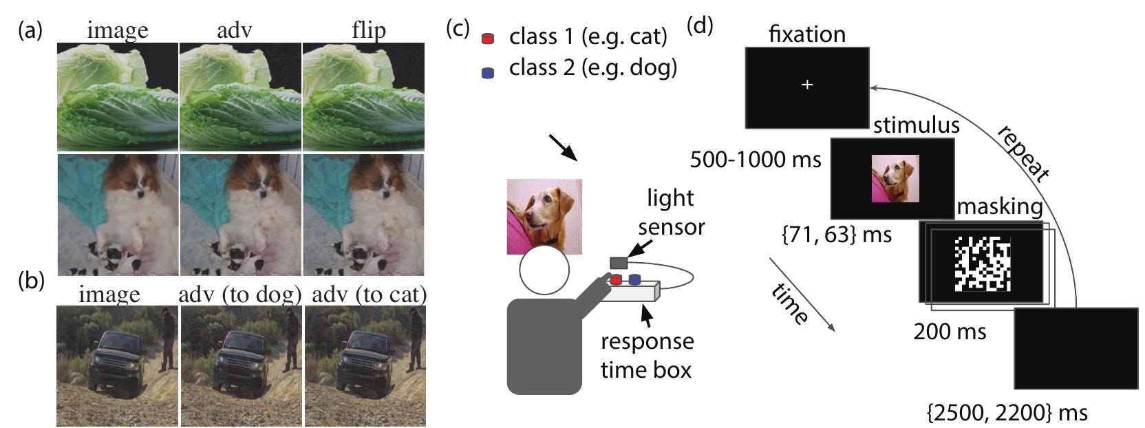 Experiment setup and task. (a) examples images from the