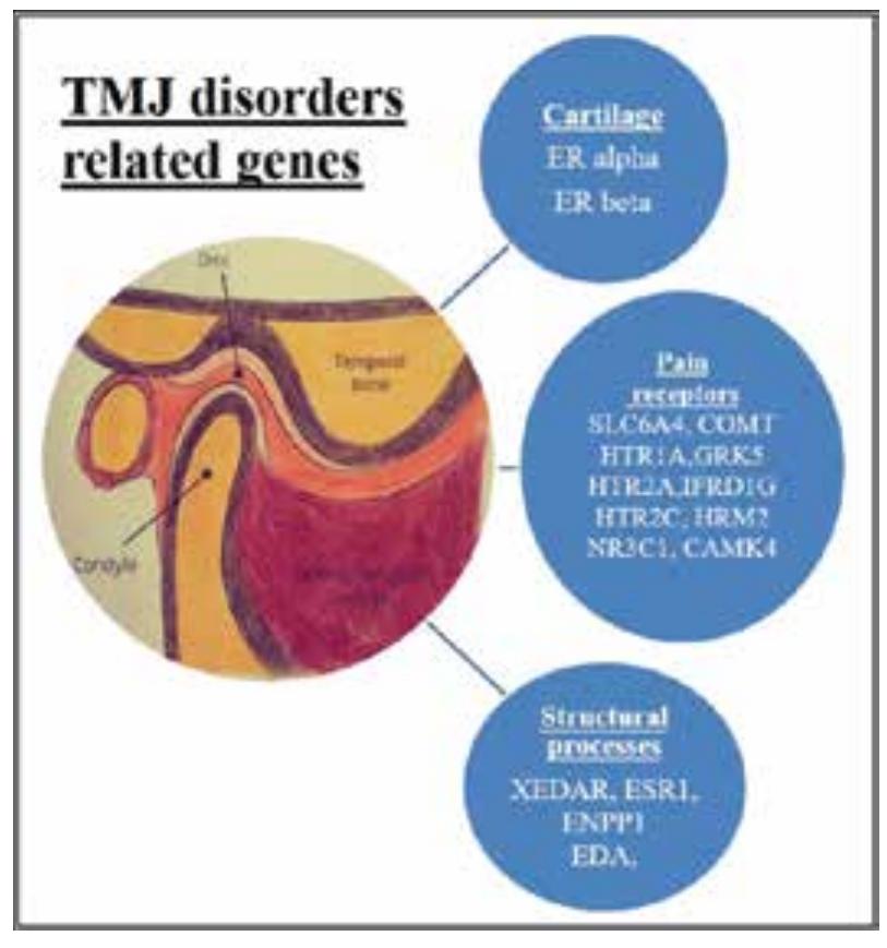 Genes involved in tmj disorders.