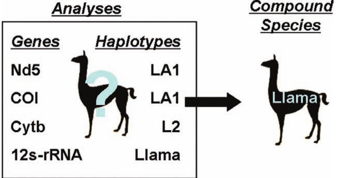 2 exemplified determination of the compound species. in the