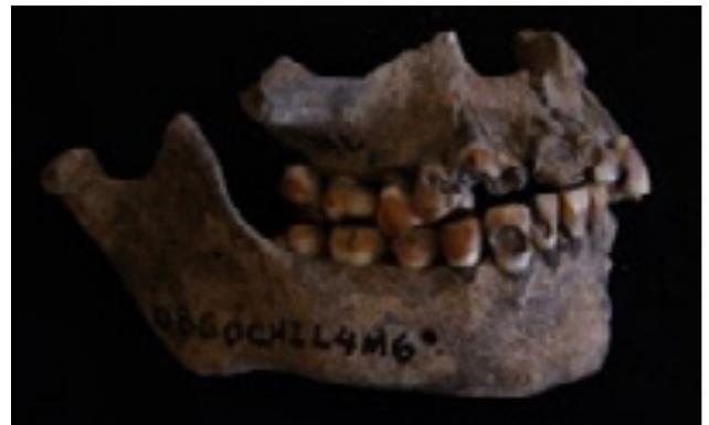 Overall staining of all aspects. photo: s. krais figure 6.