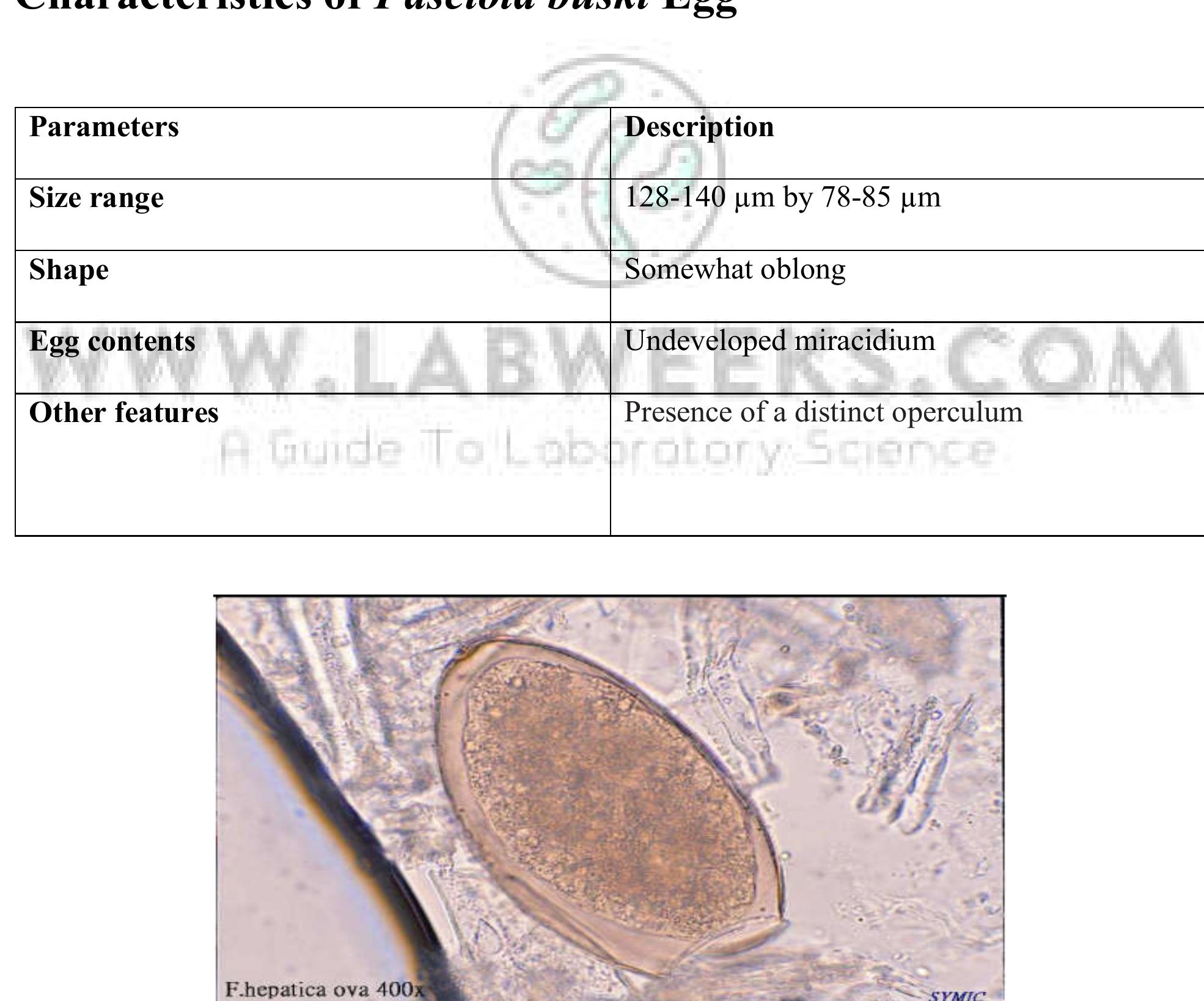 Figure 1 - Fasciola buski : Morphology , Life cycle and