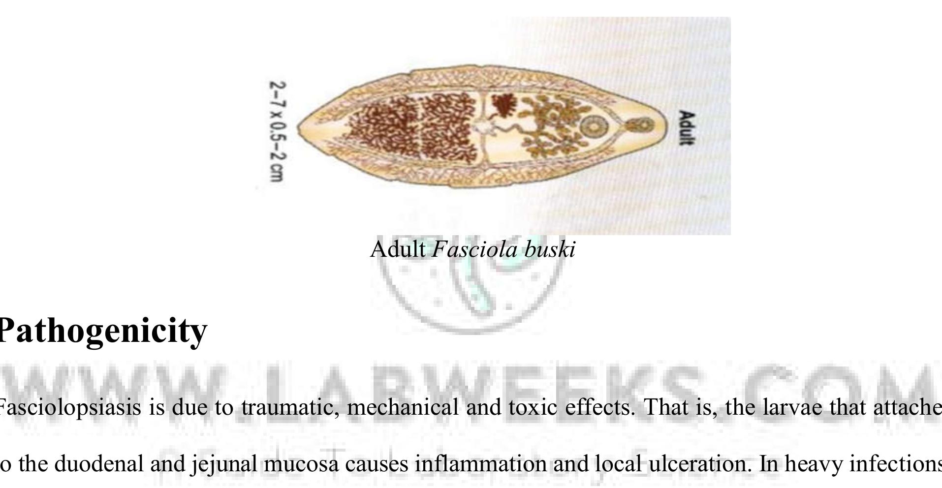 (PDF) Fasciola buski : Morphology , Life cycle and Treatment
