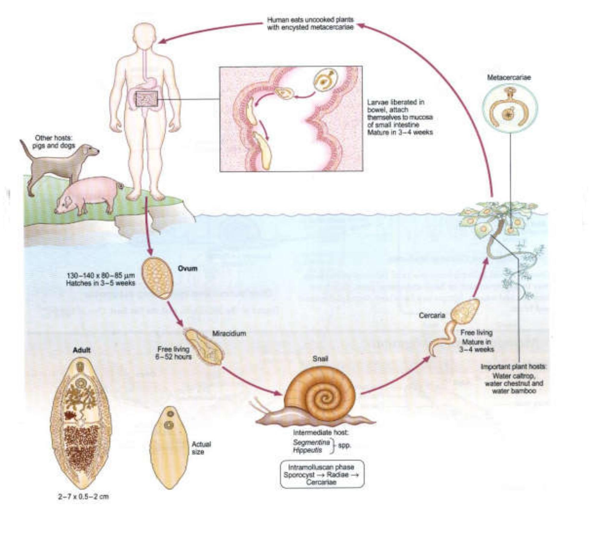 Figure 3 - from Fasciola buski : Morphology , Life cycle and