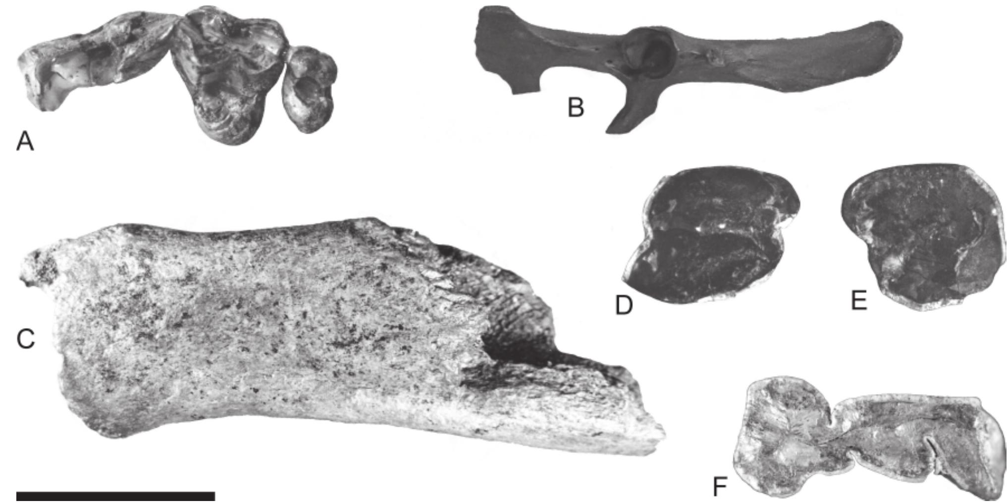 Canids, toxodontids and lagomorphs from rio tomayate. a,