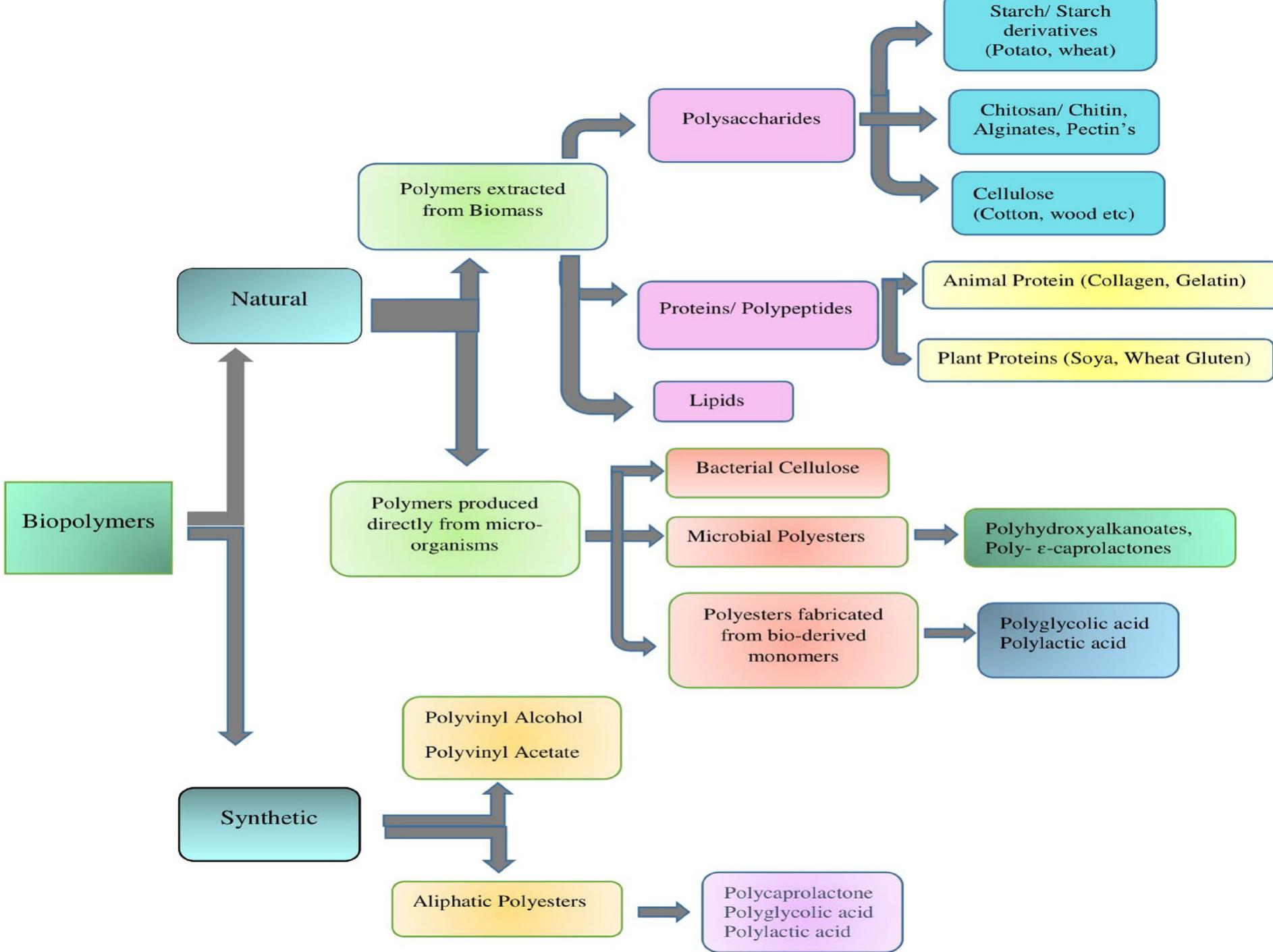 Depicts the broad classification of biopolymers [33]