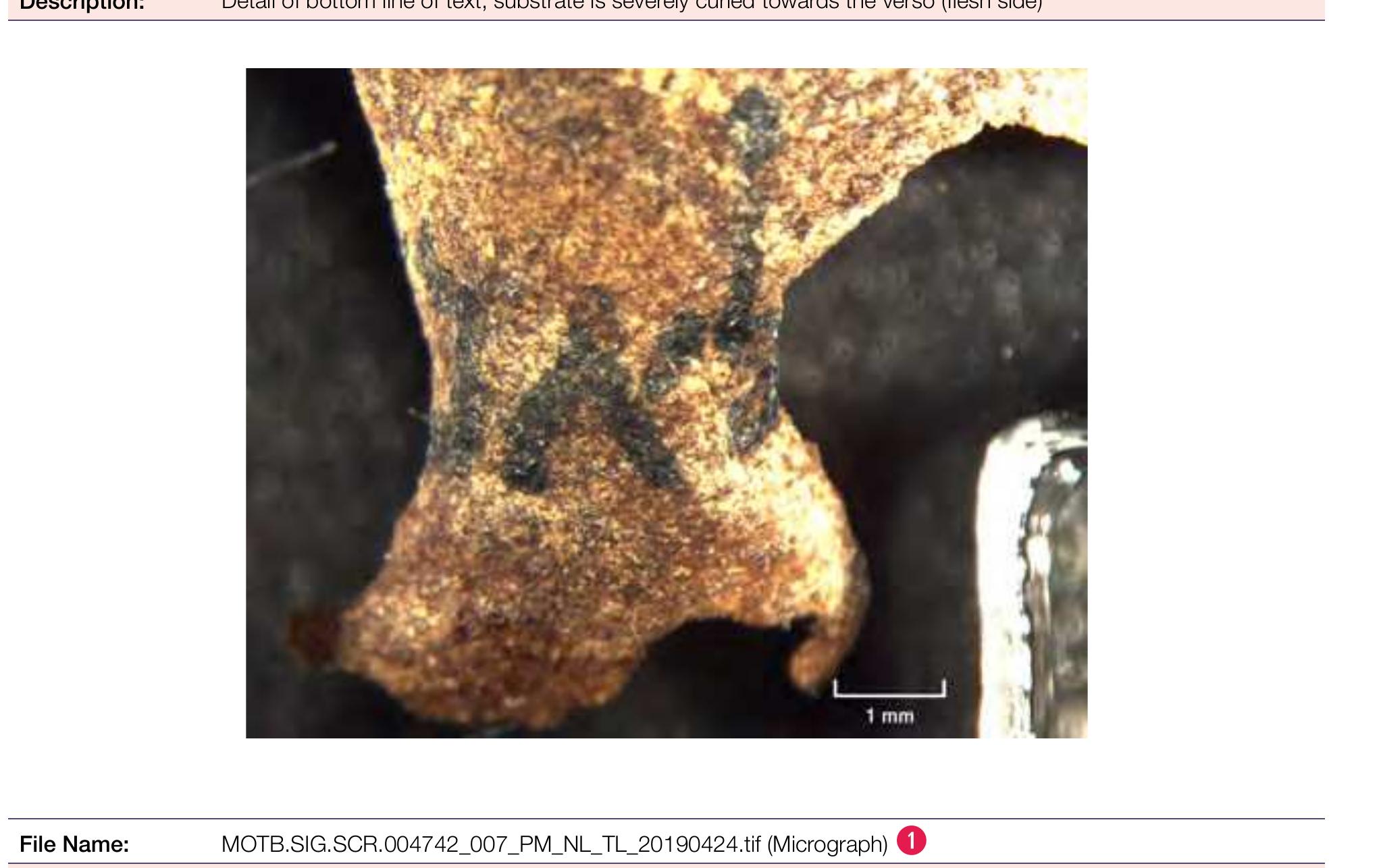 Figure 145 - (2019) Museum of the Bible Dead Sea Scroll