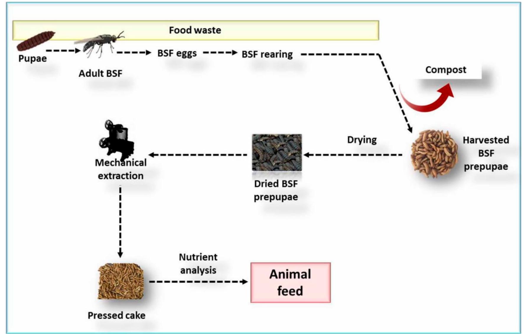 Schematic presentation of food waste bioconversion into