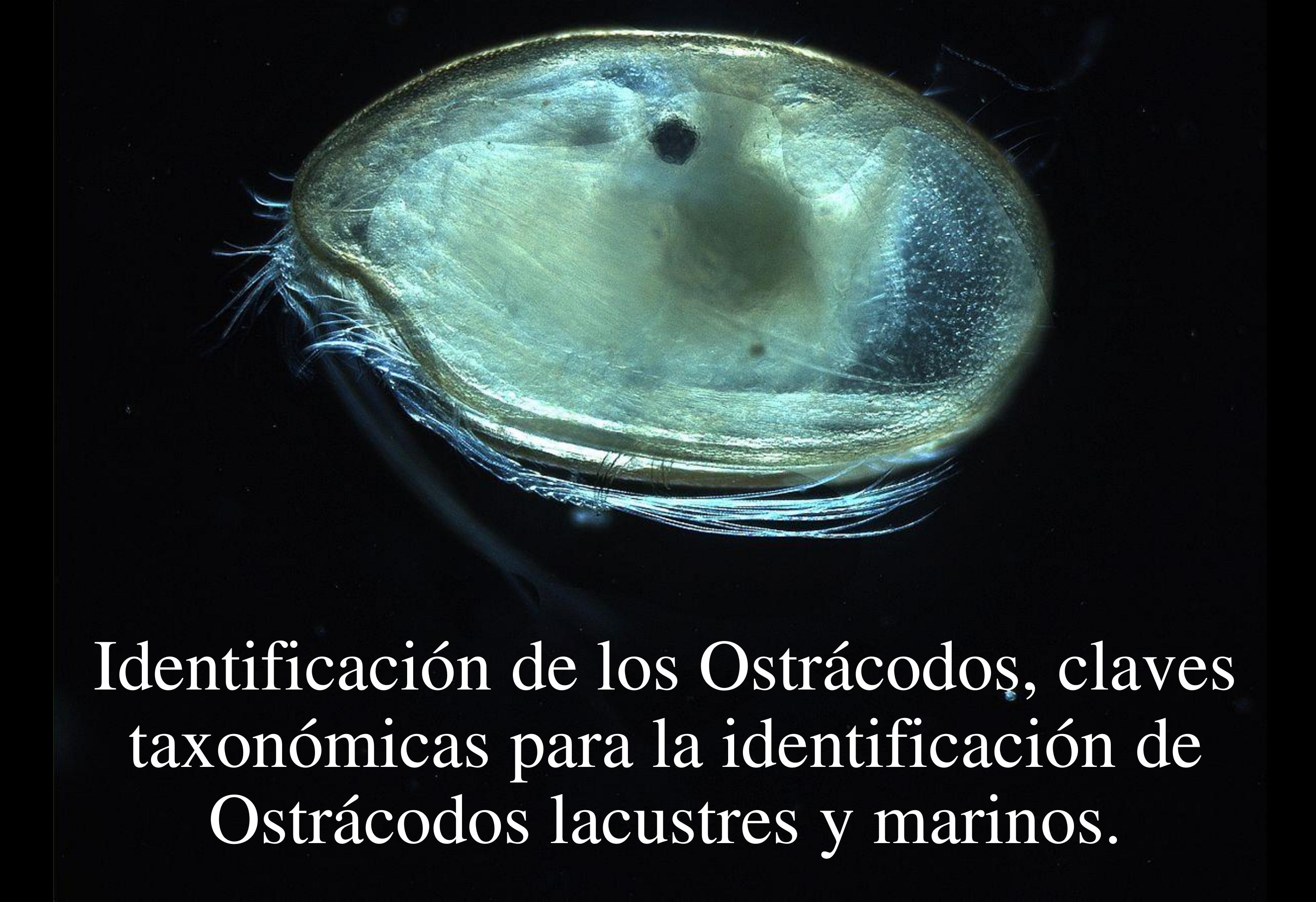 Figure 1 - Identificación de los Ostrácodos, claves