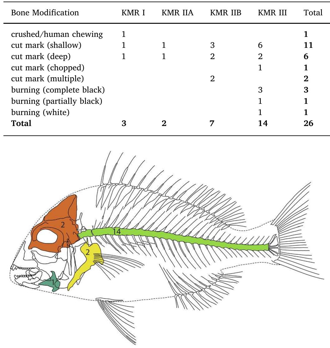 Bone modifications at kanmer. fig. 12. diagram showing cut