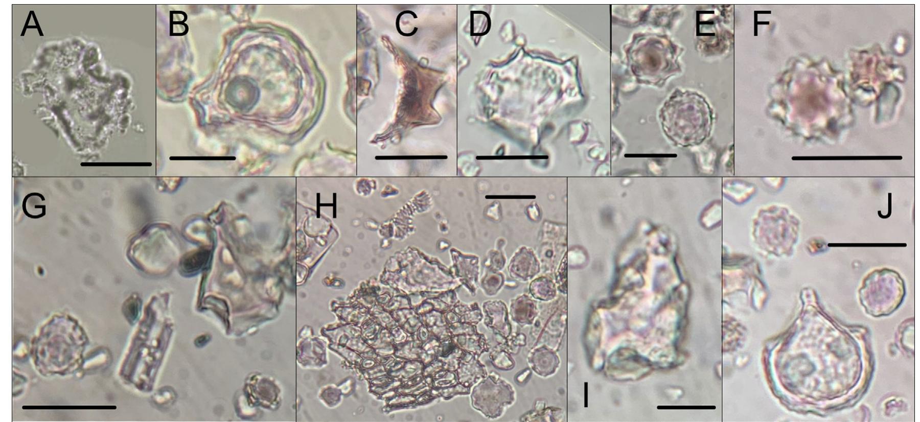 A- musa-type volcaniforms; b- oryza-type bulliform