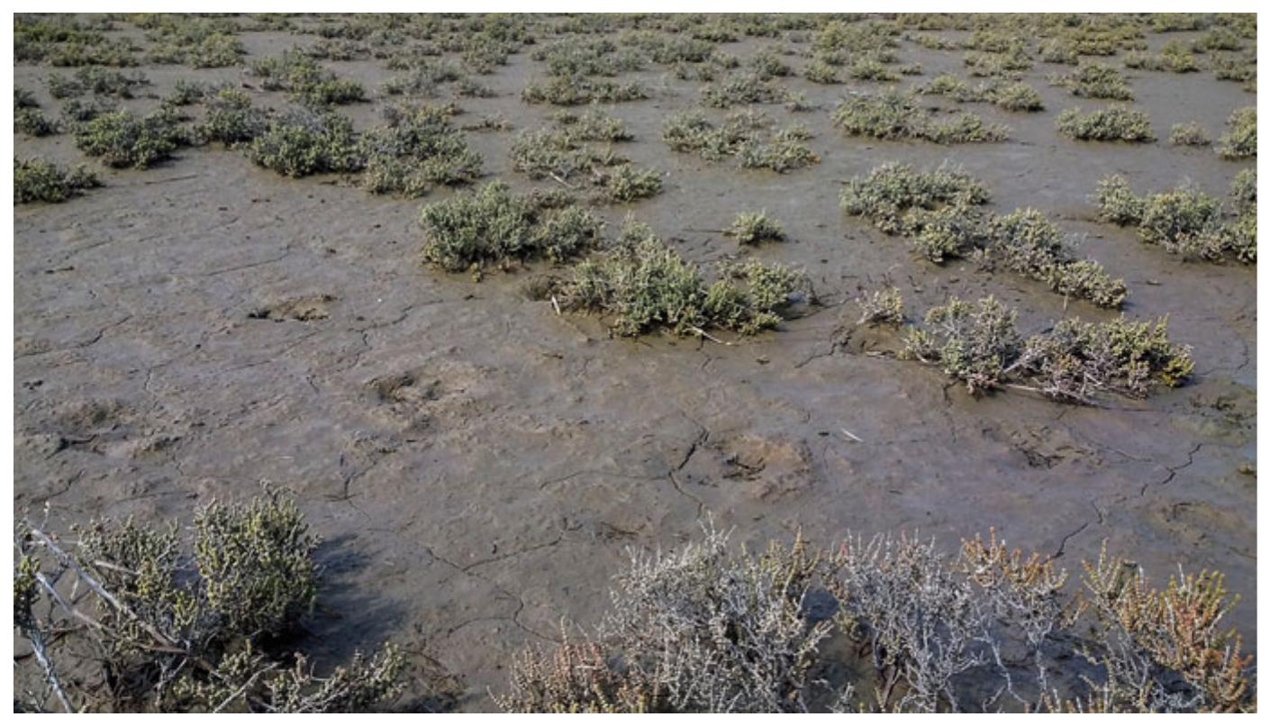 Figure 1 - Coastal Salt Marshes Structure and Function of