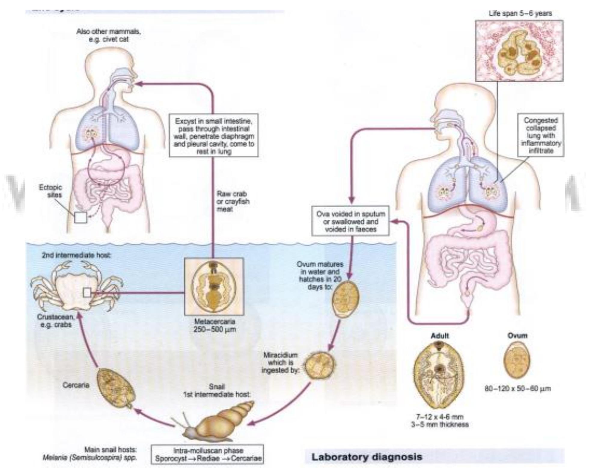 (PDF) Paragonimus westermani : Pathogenicity and Treatment