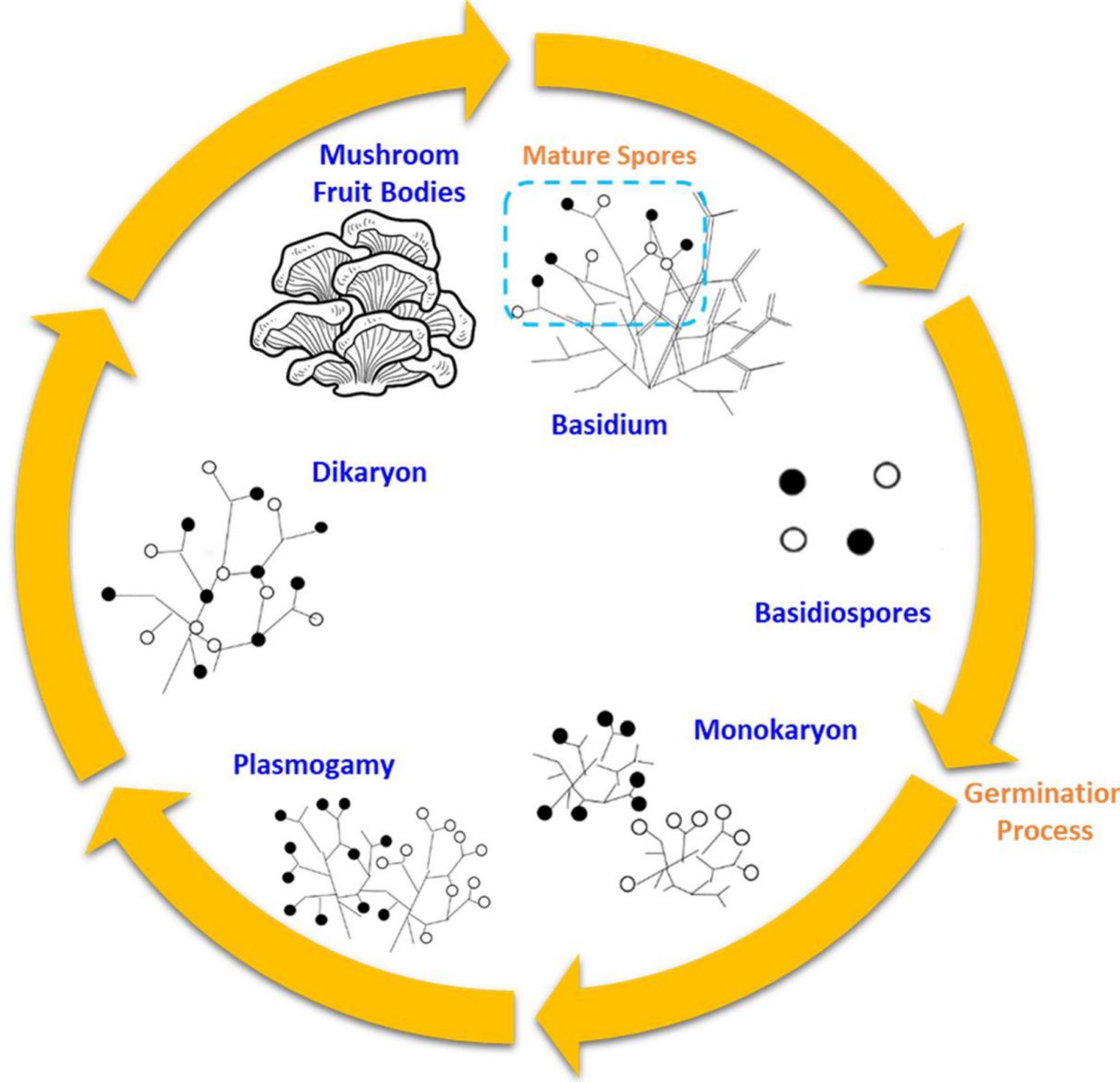 Figure 2 - from A review on valorization of oyster mushroom