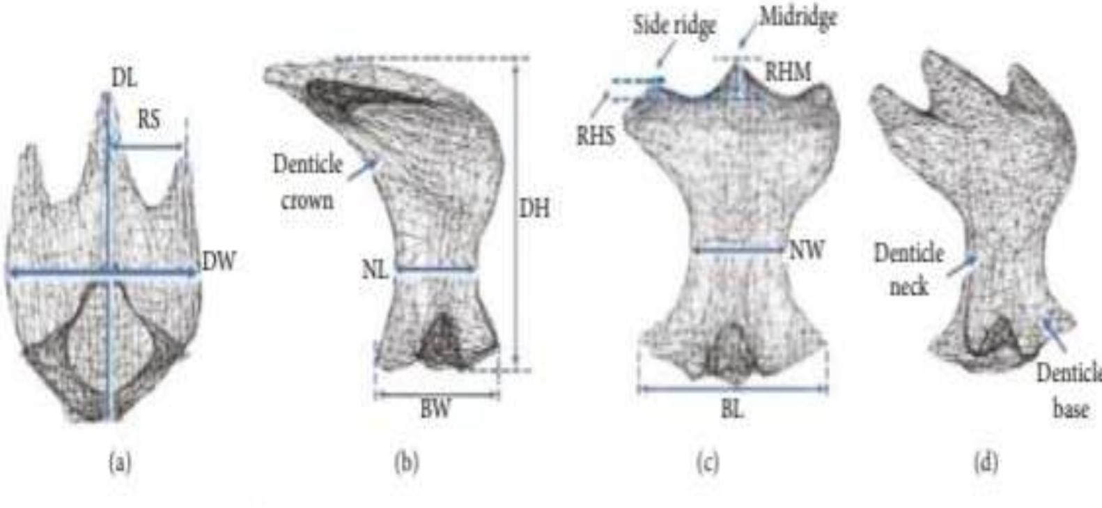 3d reconstructed micro-ct model of a single denticle of mako